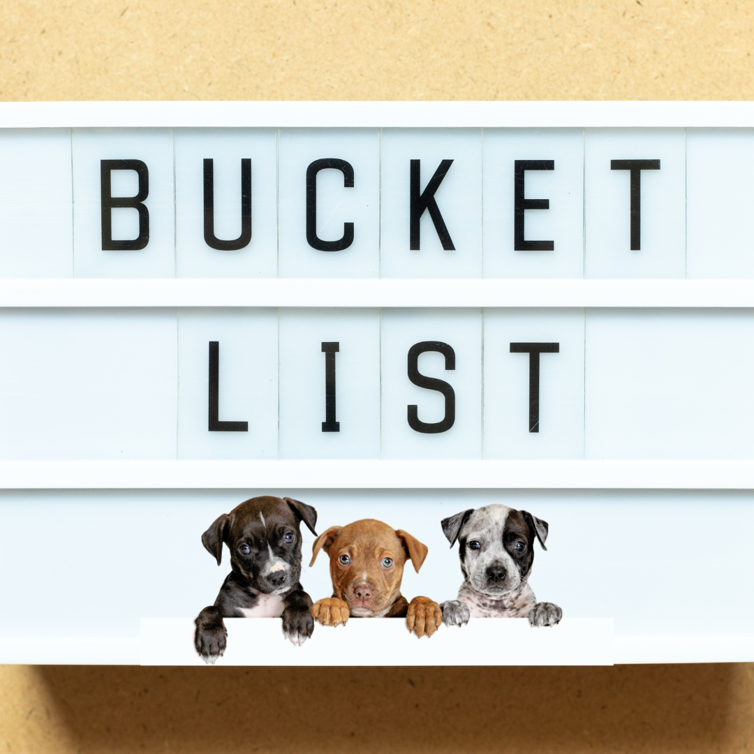 Making a bucket list for your dog