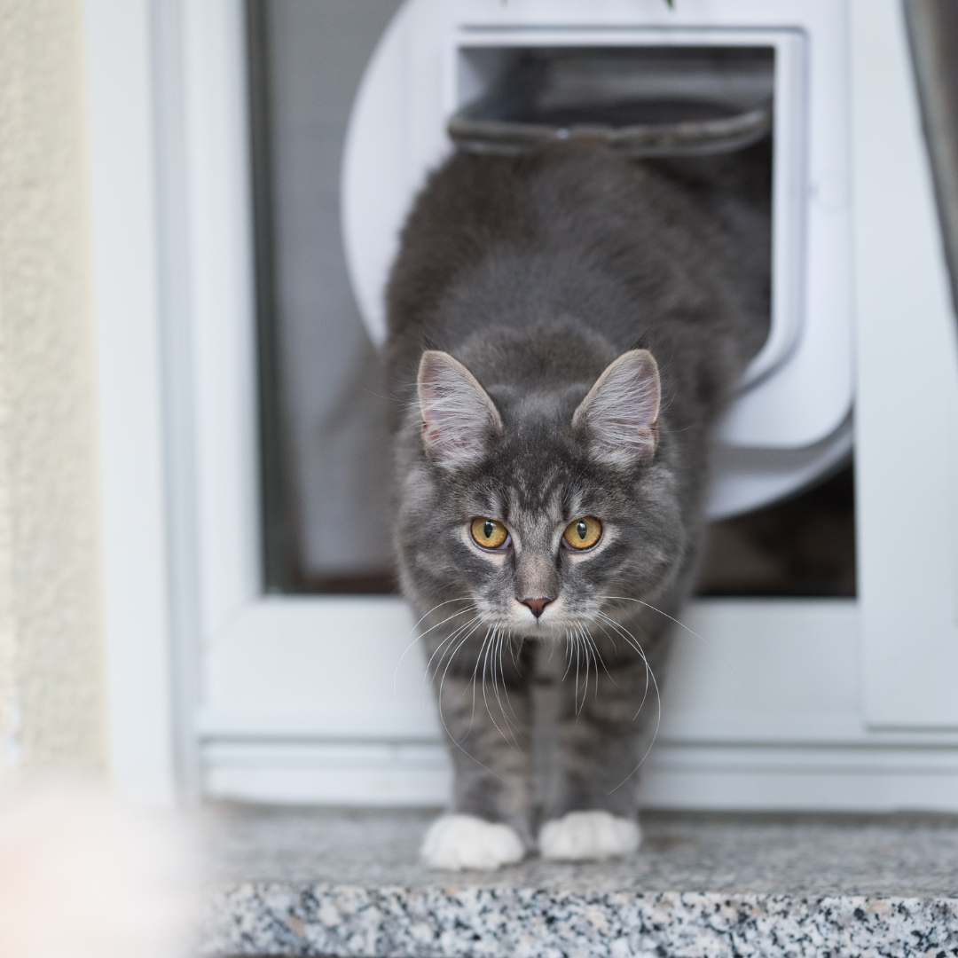 Get Set Pet | Training your Cat to Use the Cat Flap with Ease