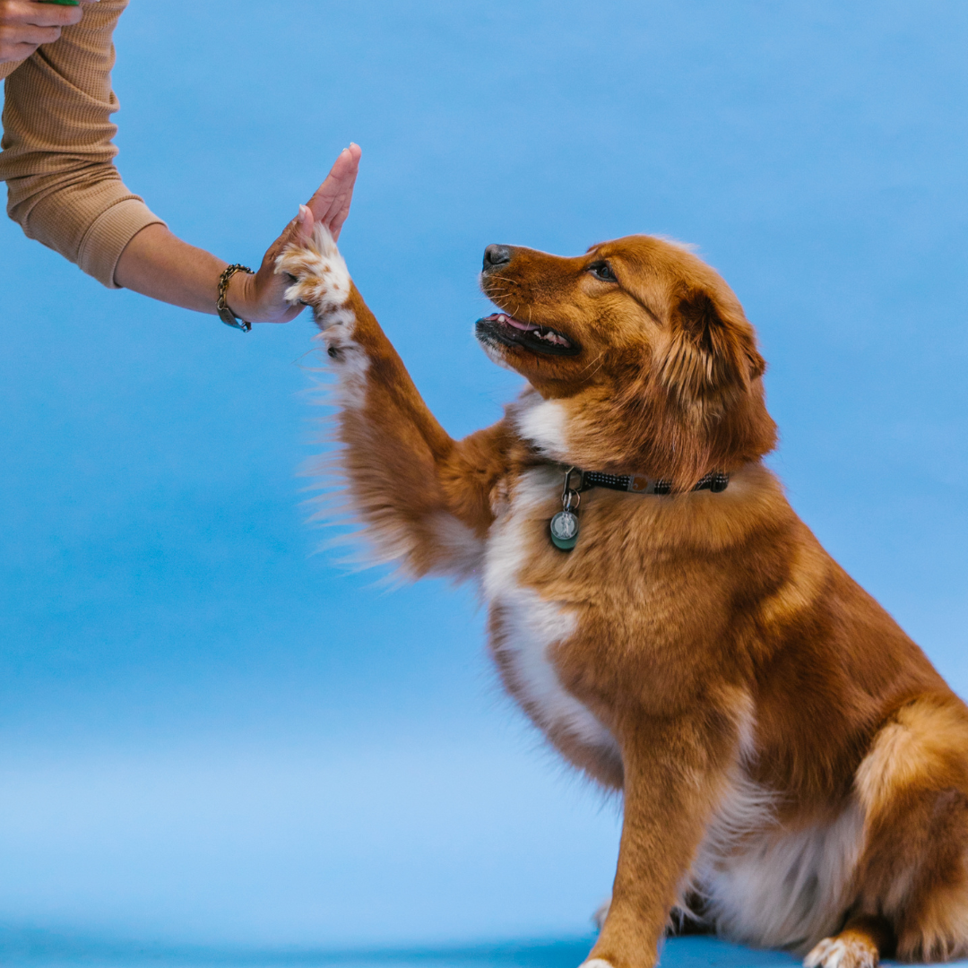 Teaching Your Dog to High-Five