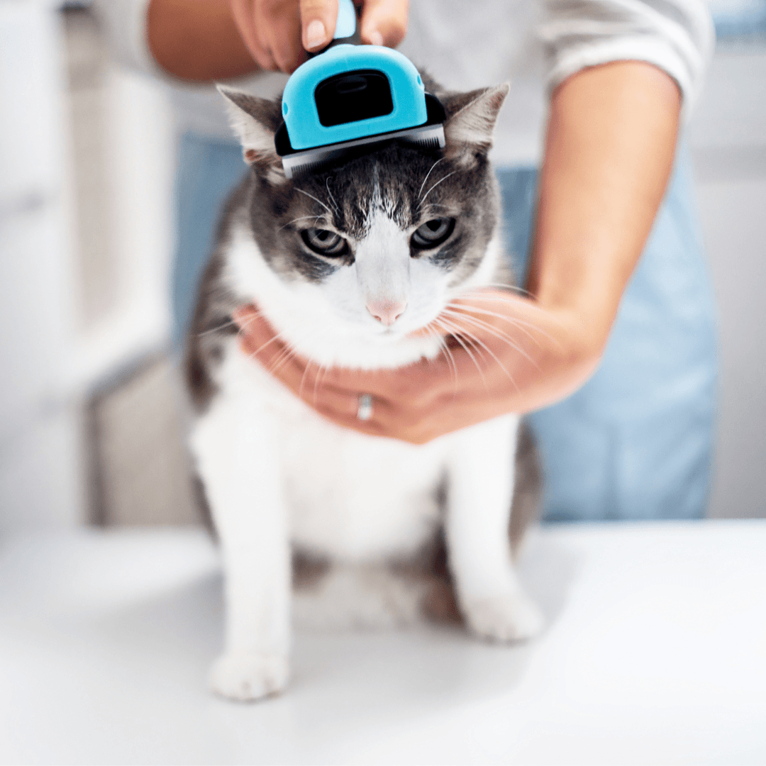 Cat Shedding - How To Handle The Hair