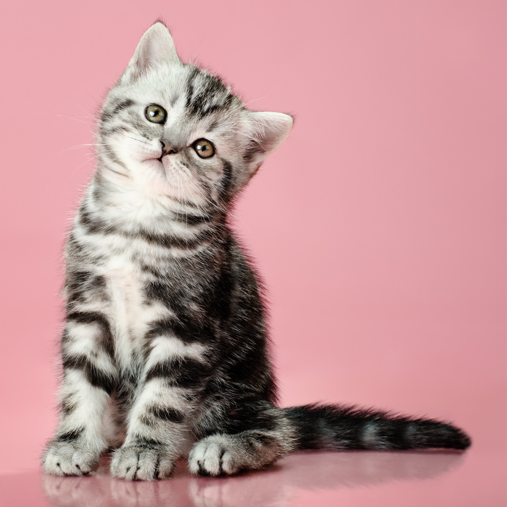 What s In A Name How To Chose A Name For Your Cat What s In A Name How To Chose A Name For Your Cat