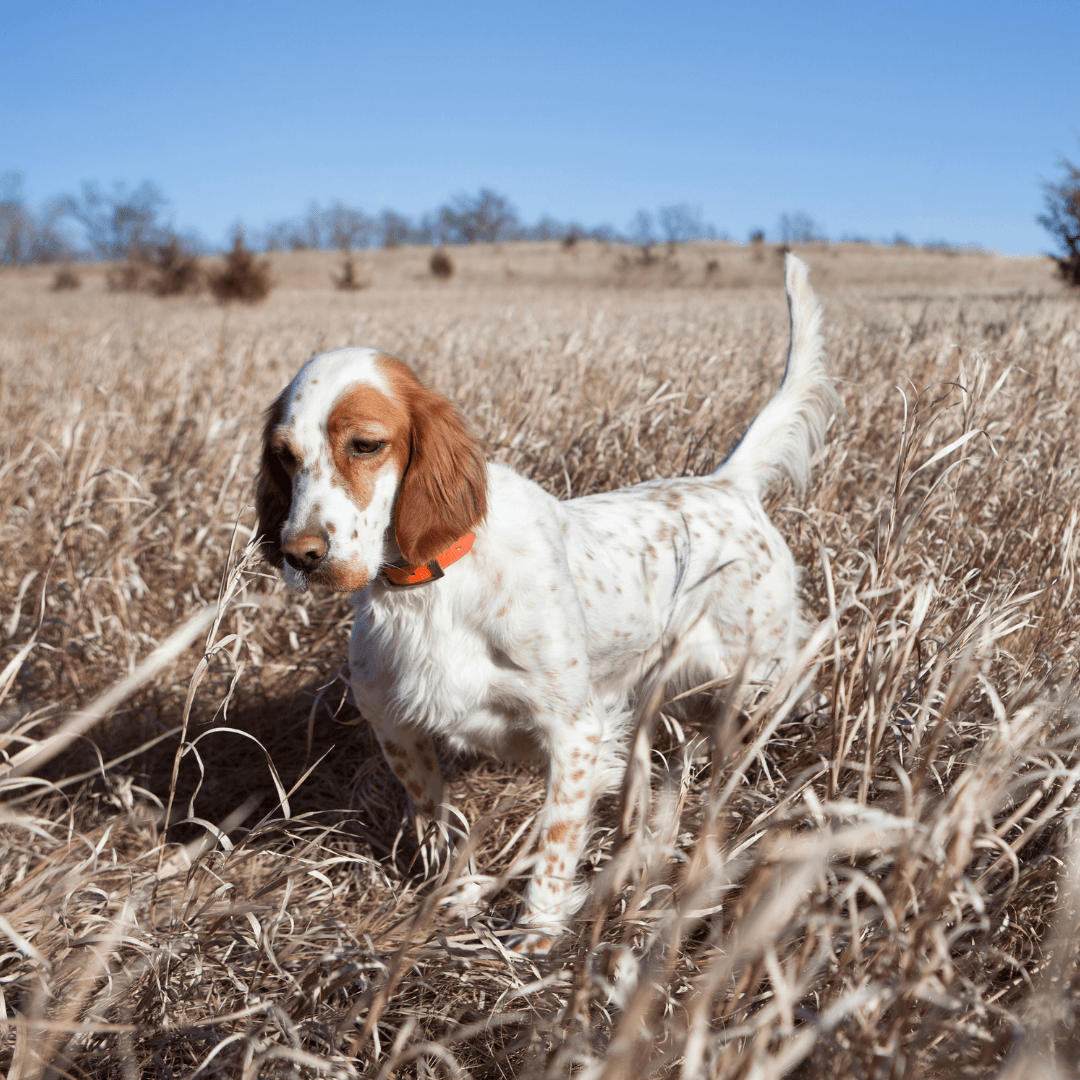 Handling a Dog With a High Prey Drive