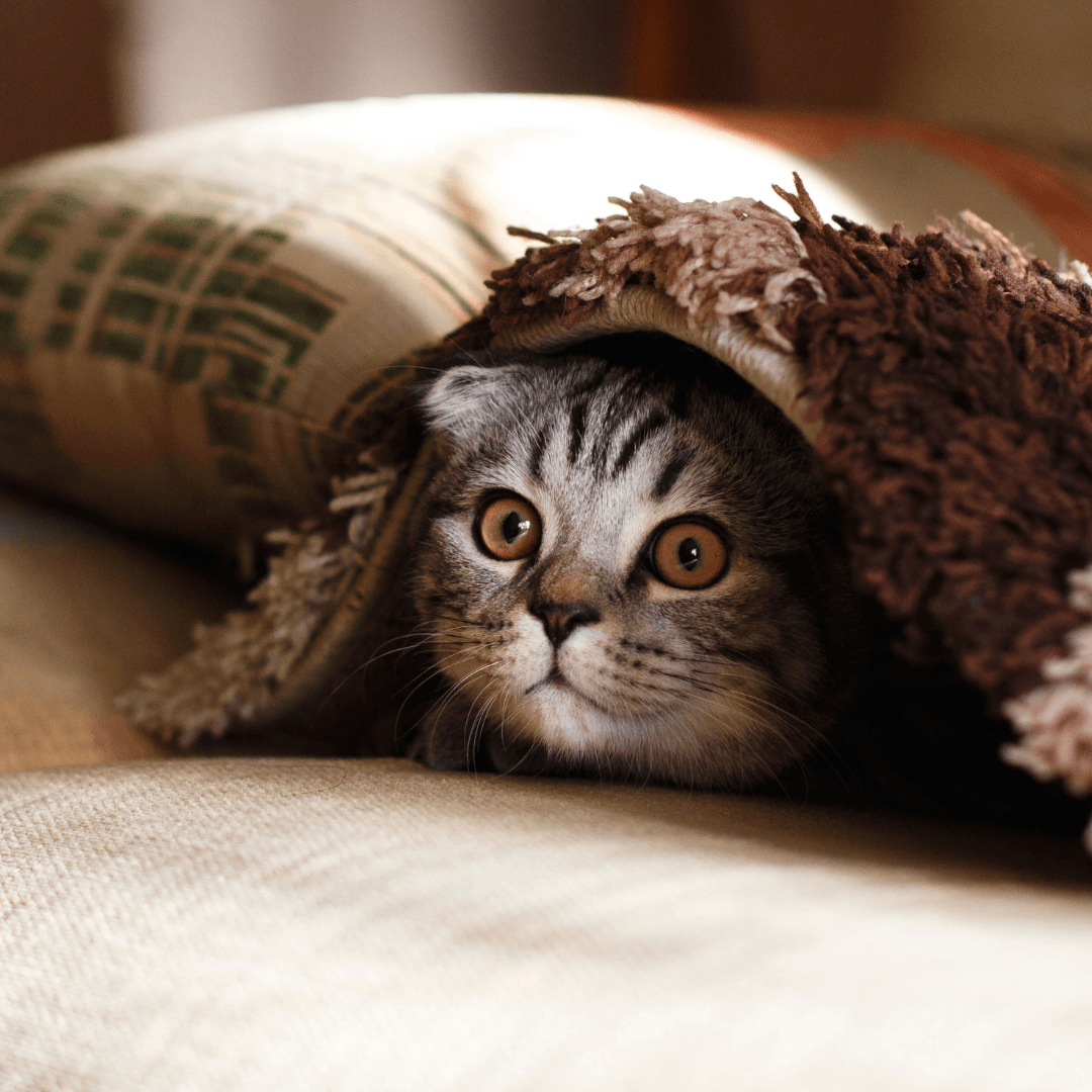 How to Photograph Your Cat