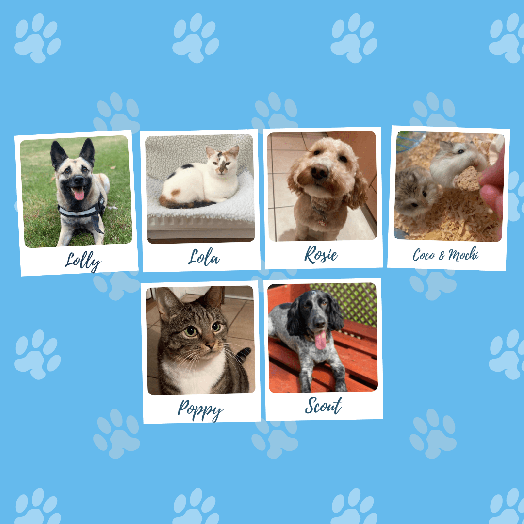 Meet the Get Set Pets!