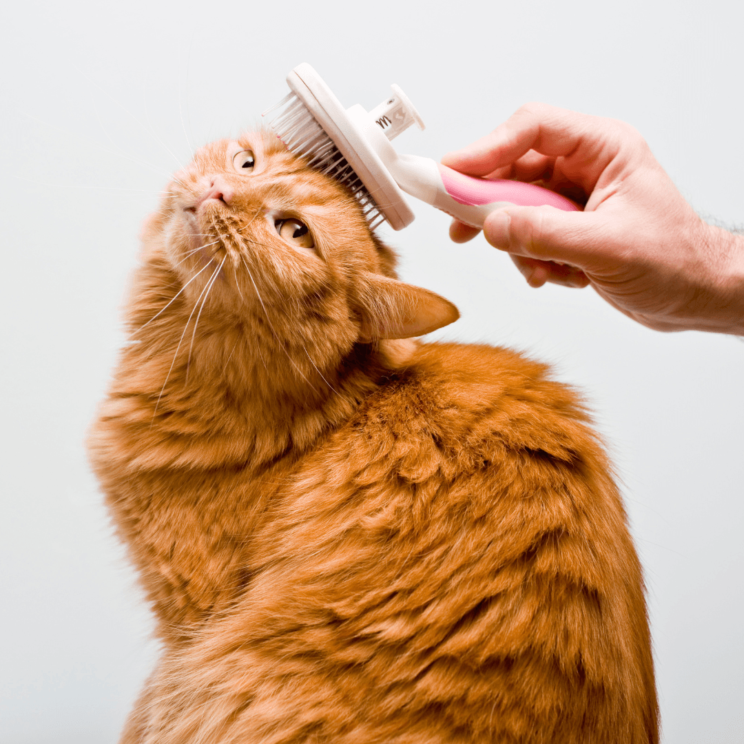 Pampurring Your Feline