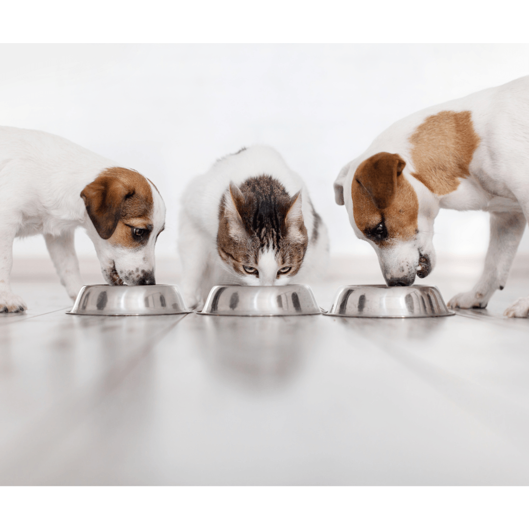 The Benefits of Premium Pet Food | Get Set Pet