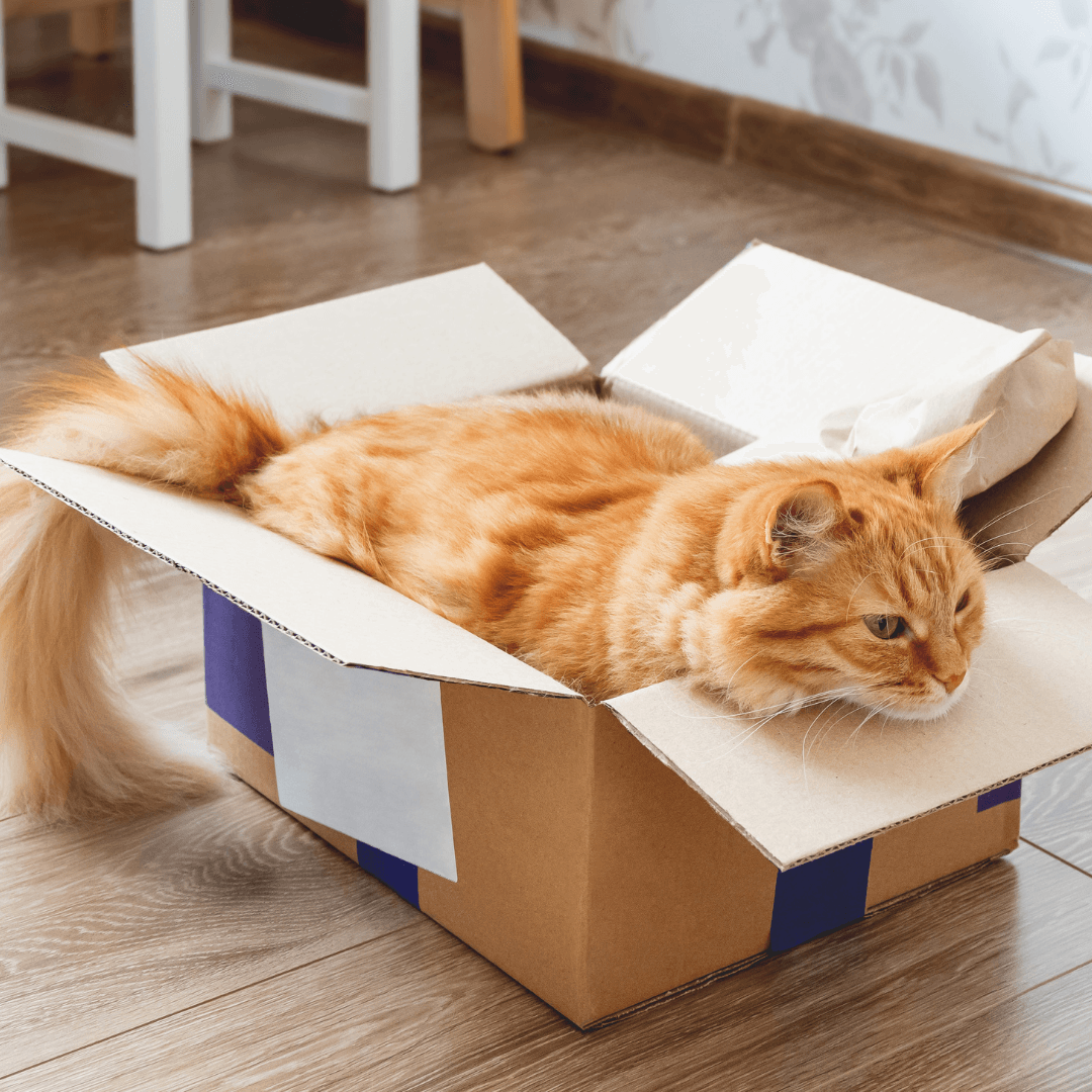 Why Do Cats Love Boxes?